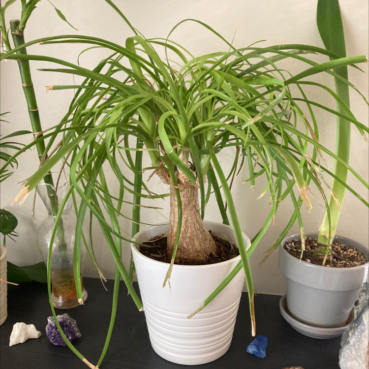 🔧 How To Fix Ponytail Palm Root Rot