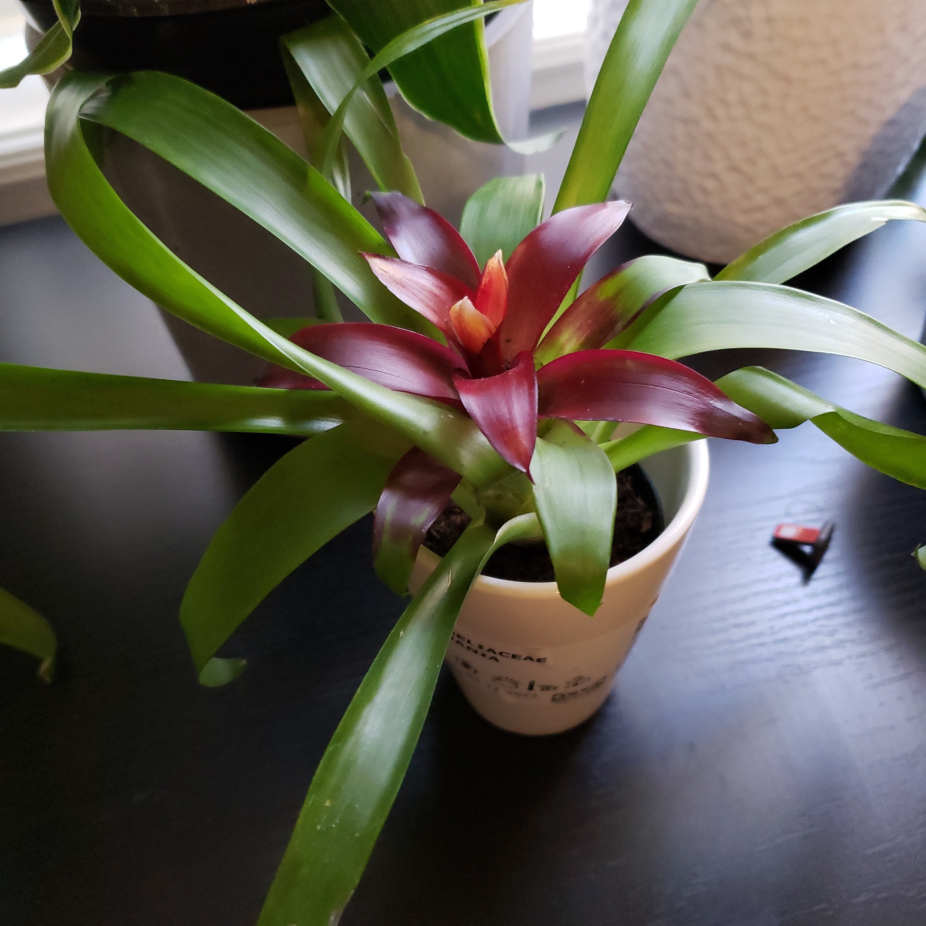 How to Propagate Your Guzmania Bromeliad