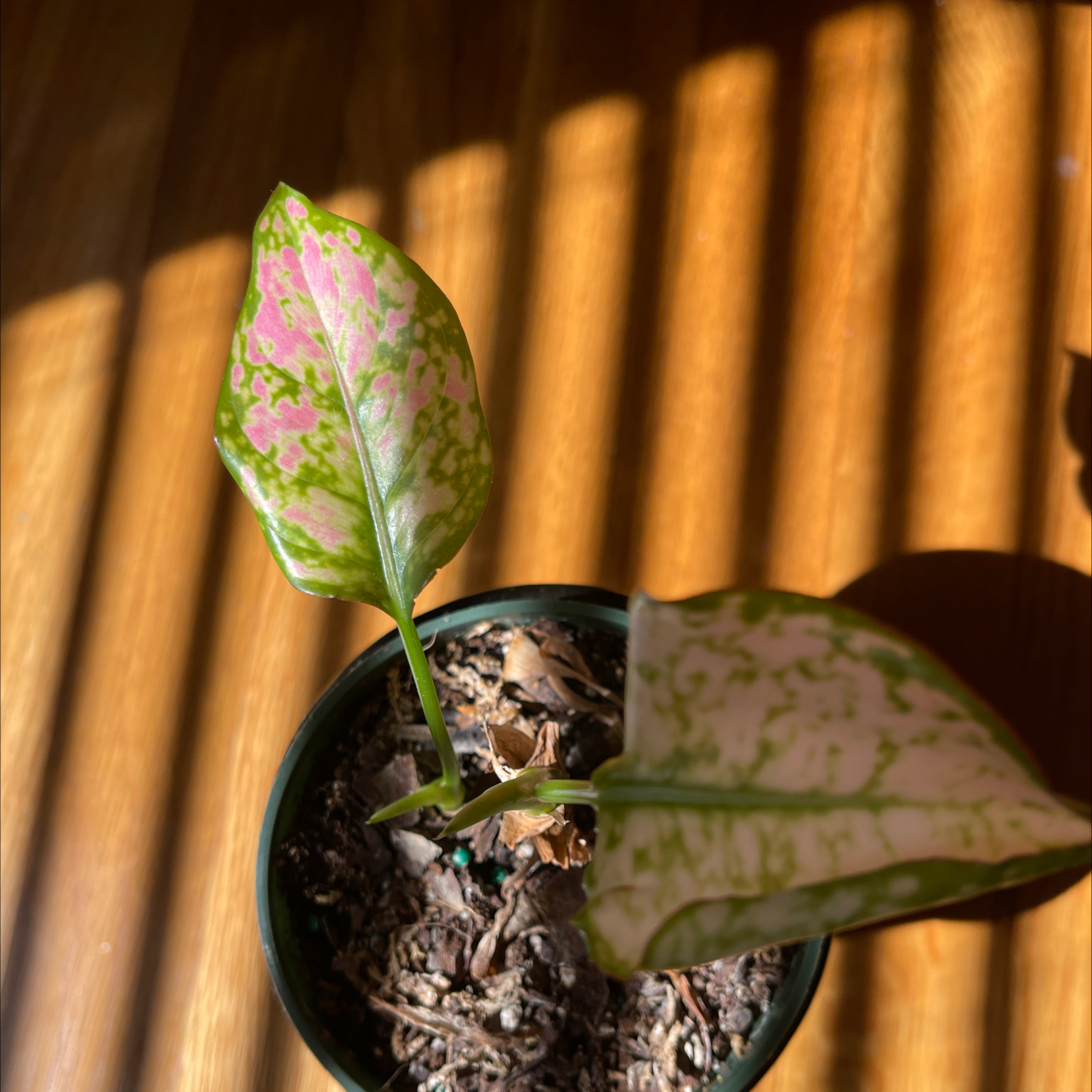 Symbolism and Benefits of the Aglaonema 'Wishes'