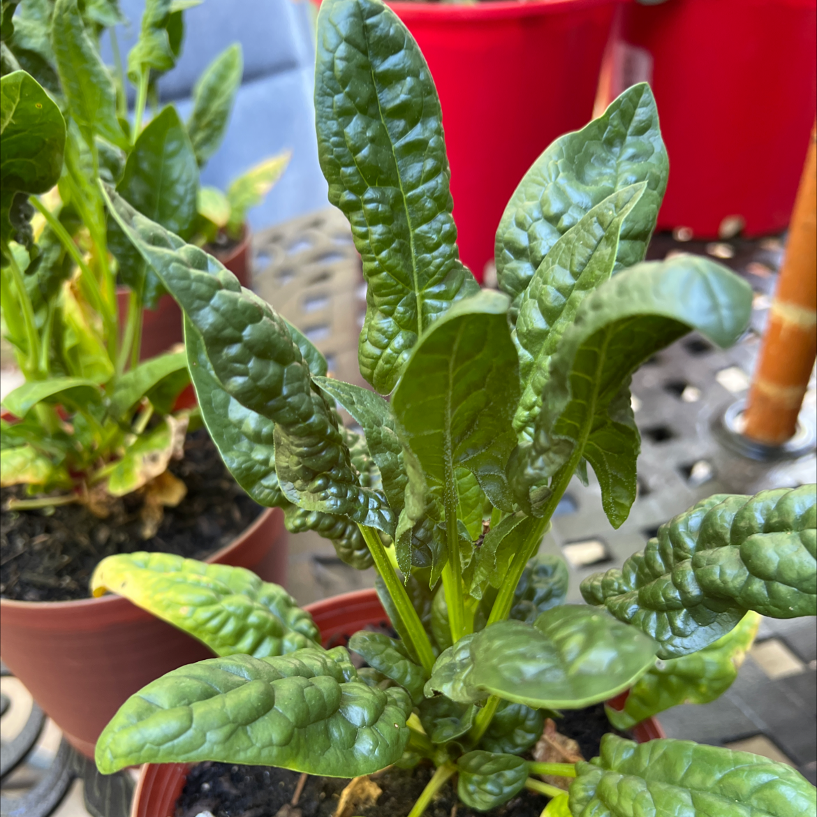 Black Spots on My Common Beet Leaves