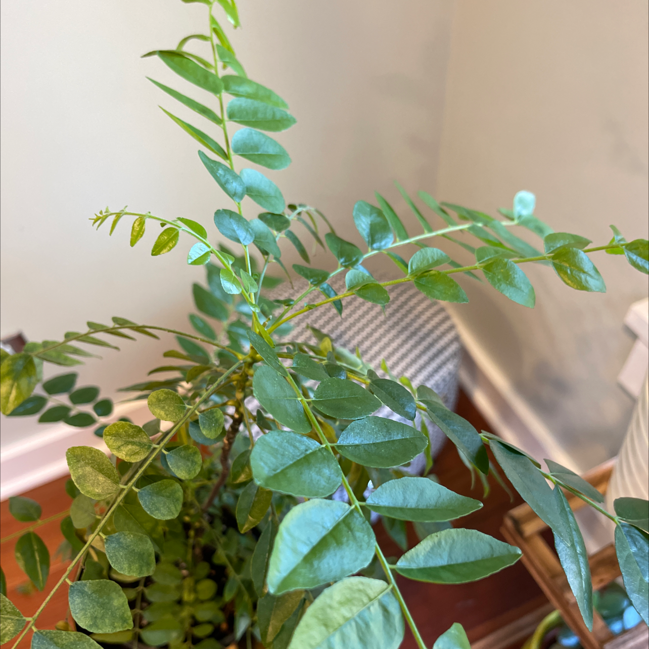 Why Are My Curry Tree Leaves Droopy?
