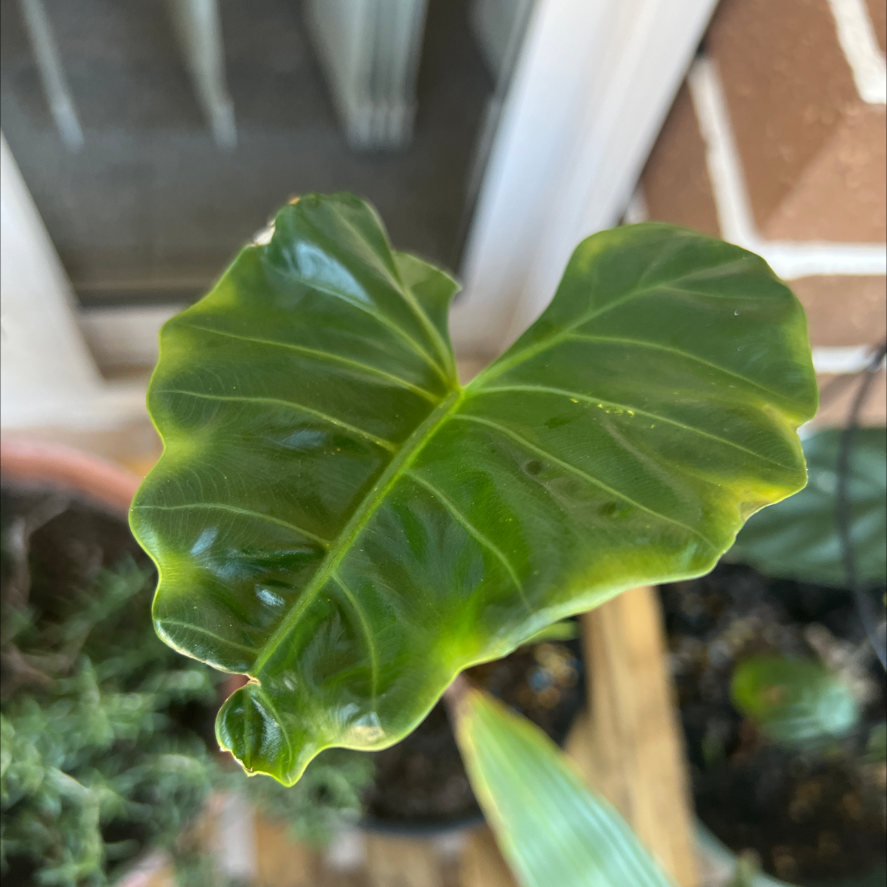 Best Potting Soil Mix for Alocasia 'Portora'