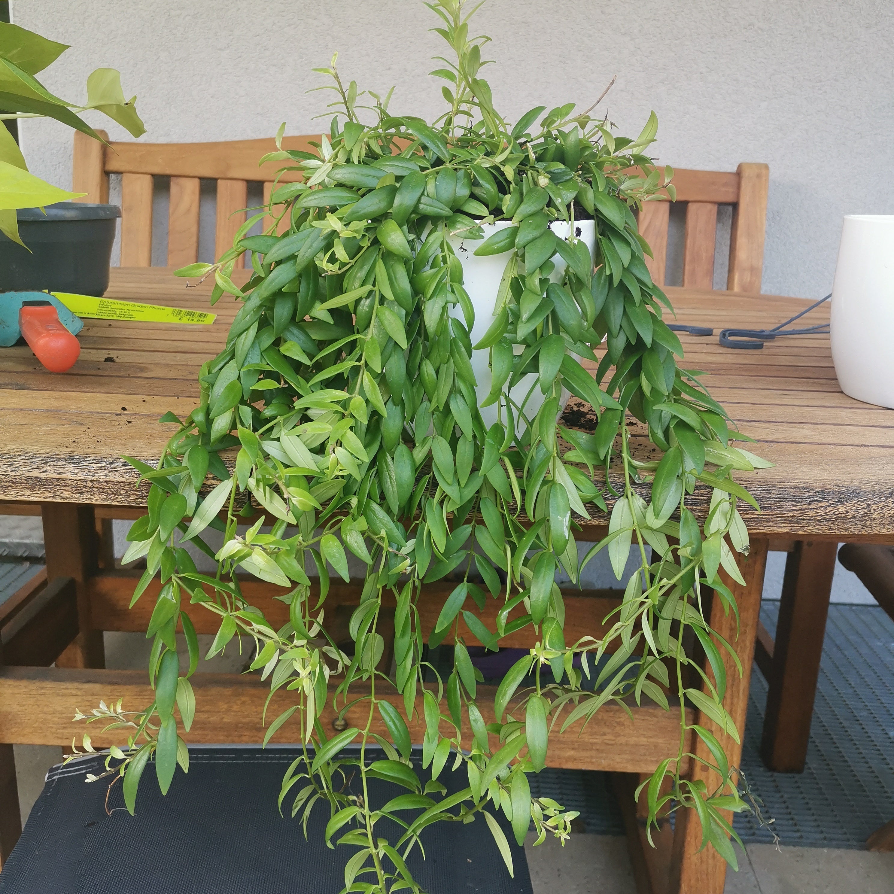 Aether | A plant by @LauraYmir on Greg