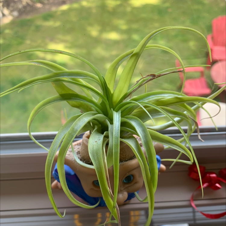 10 Benefits of Having a Pink Quill Plant