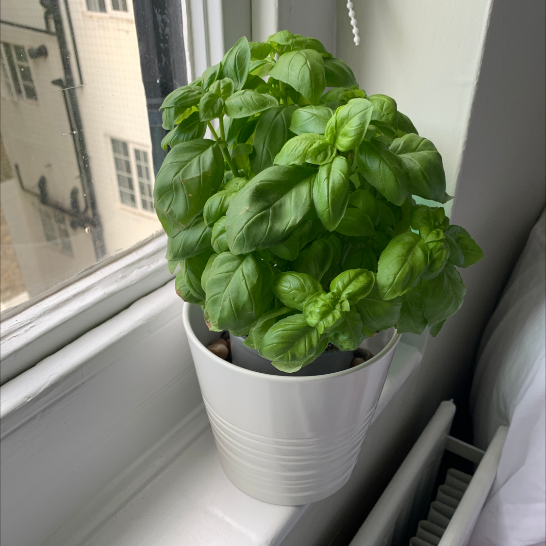 Why Are My Thai Basil Leaves Droopy? 💧