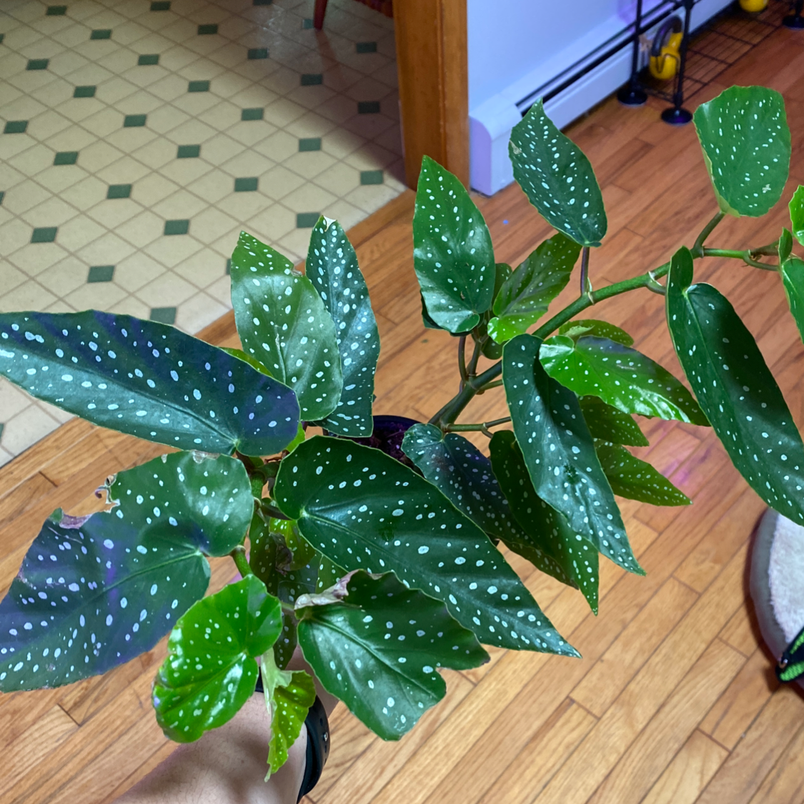 Why Is My Polka Dot Begonia Dropping Leaves?