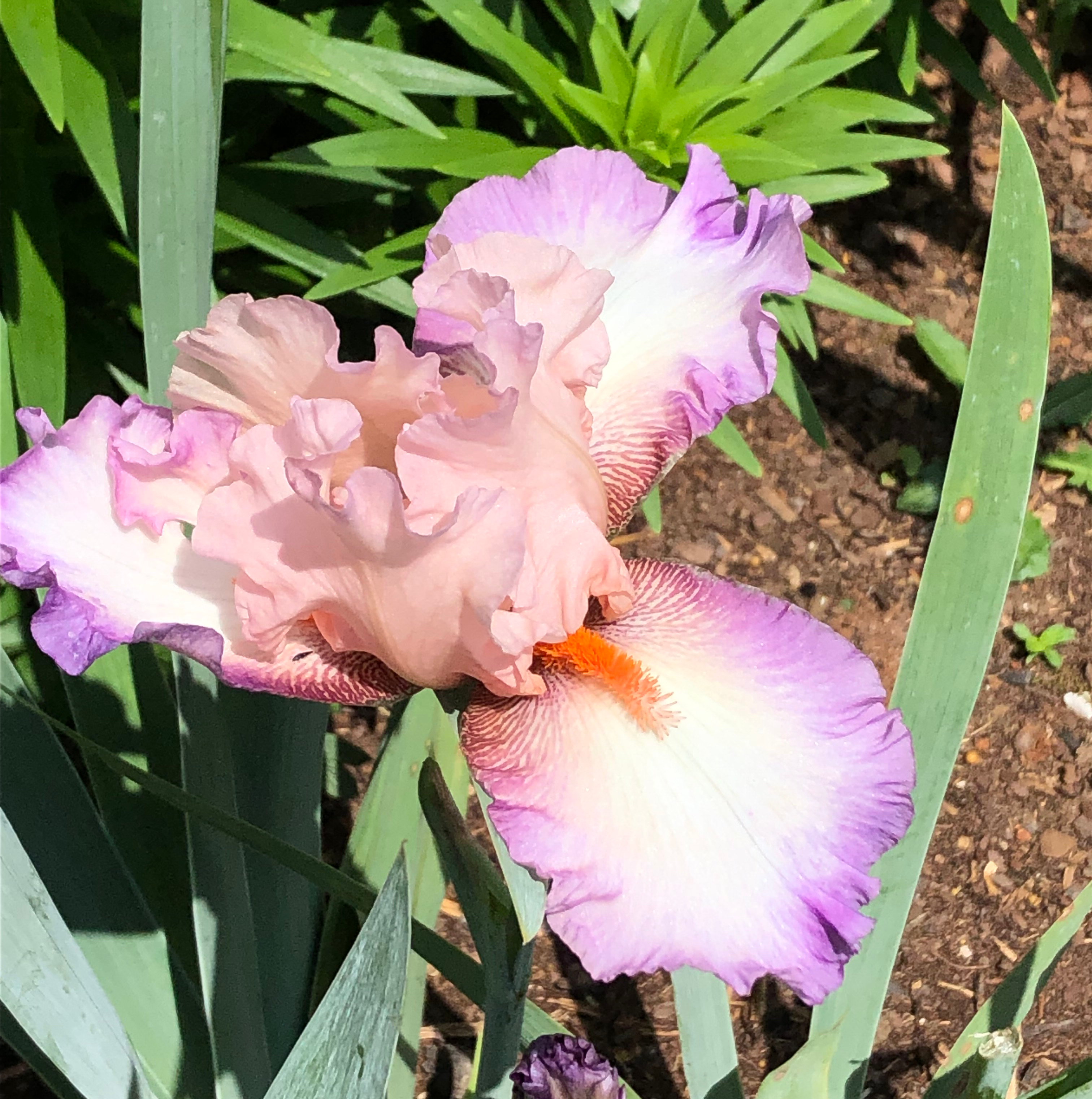 Why Are There Brown Spots on My Crimean Iris Leaves?