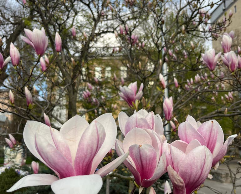 Japanese Magnolia - Ultimate Guide to Fertilizing Japanese Magnolia - Ultimate Guide to Fertilizing