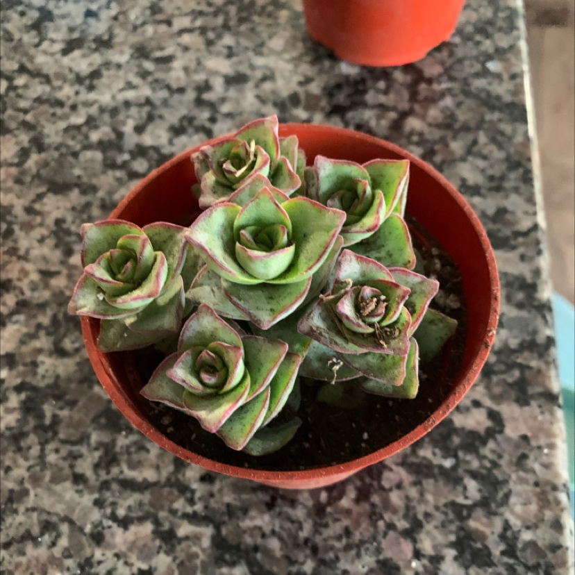 The Complete String of Buttons Plant Care Guide: Water, Light & Beyond