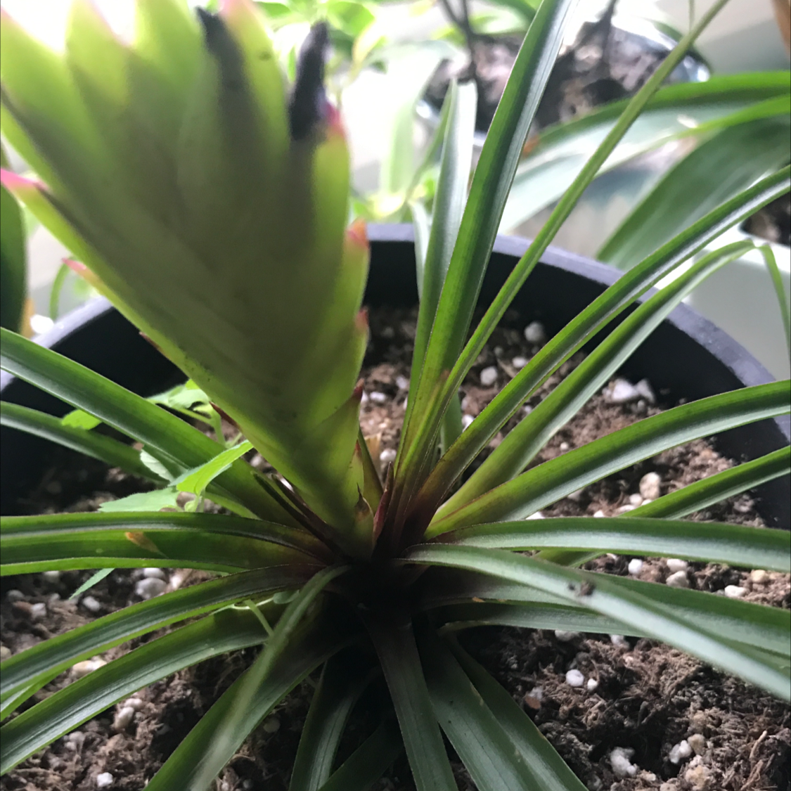 Light Requirements For My Pink Quill Plant by Season