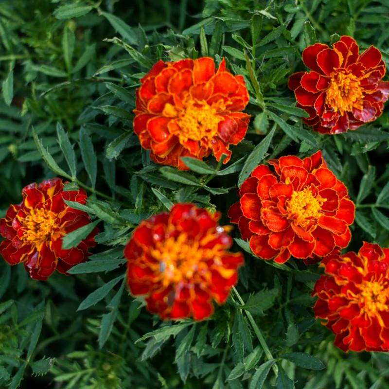 How Should Marigold Be Cut Back?
