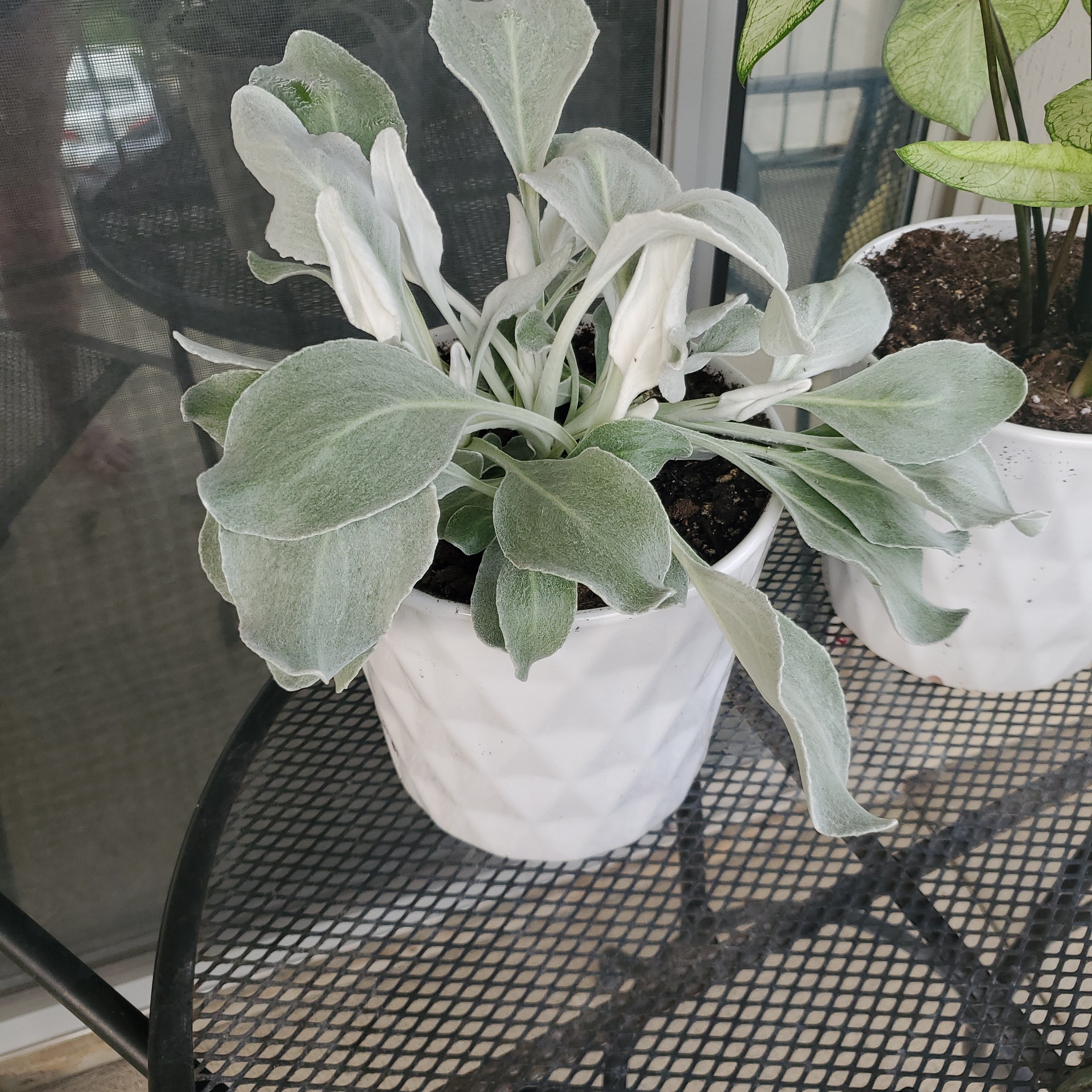 Why Are the Leaves on My Angel Wings Senecio Turning Yellow?