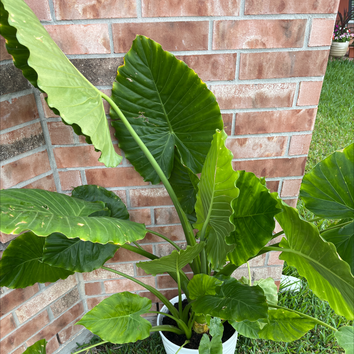 Best Soil Potting Mix for Alocasia 'Calidora'
