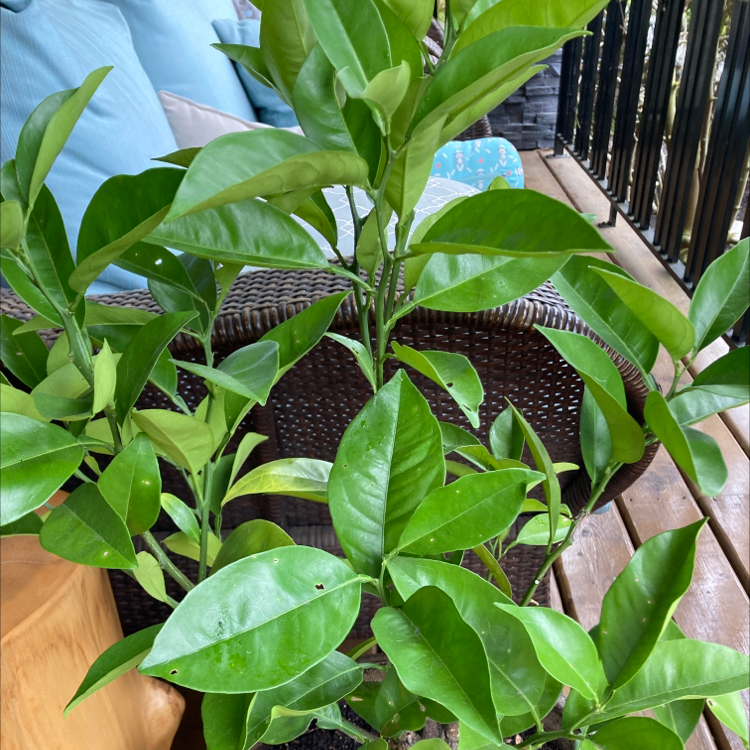 Pomelo - Fertilizing 101