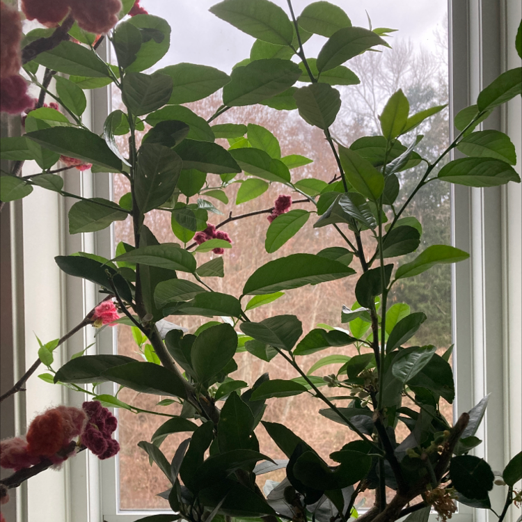 🐛 What To Do About Bugs on My Key Lime Tree?