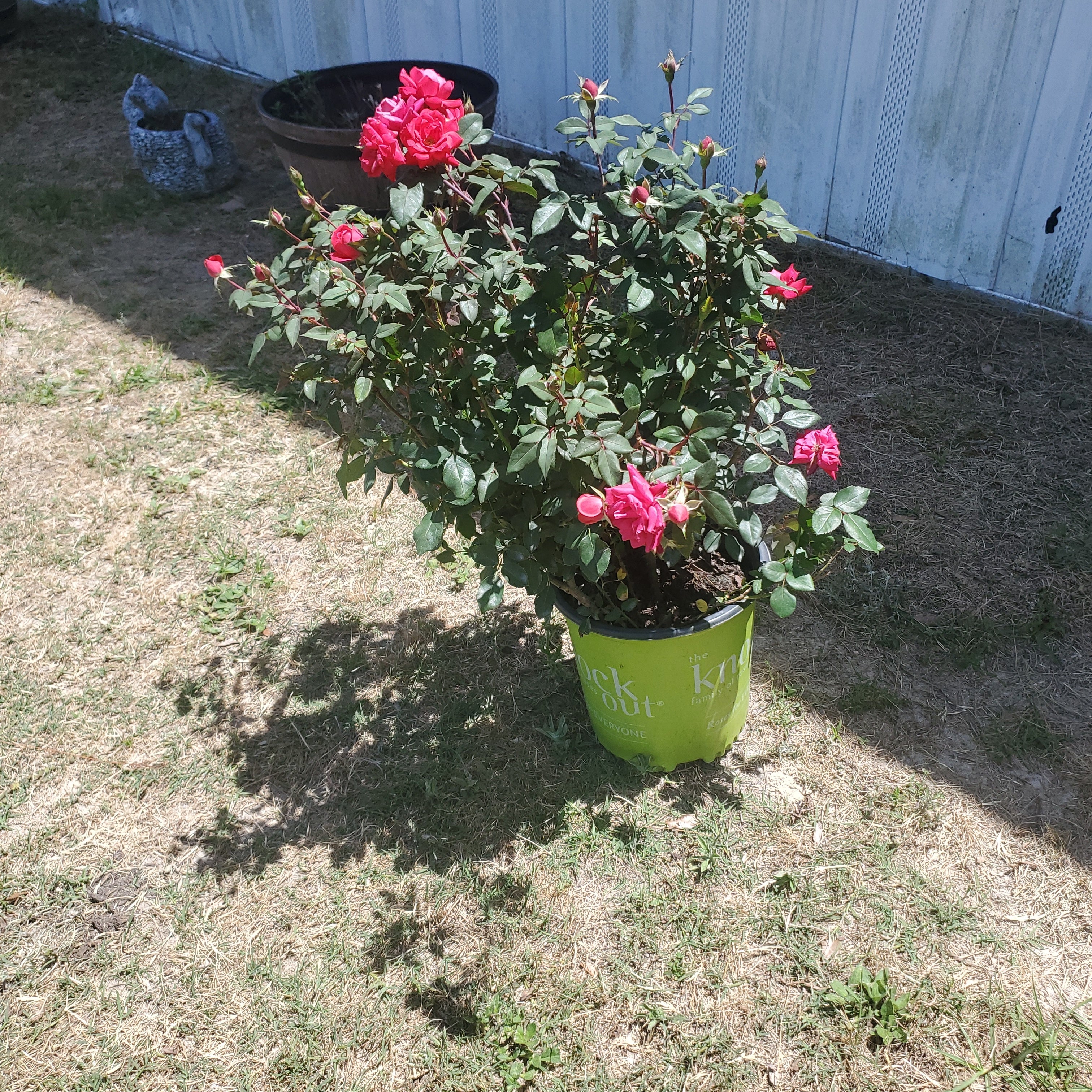 Propagating My Knock Out Rose: Step-by-Step Guide