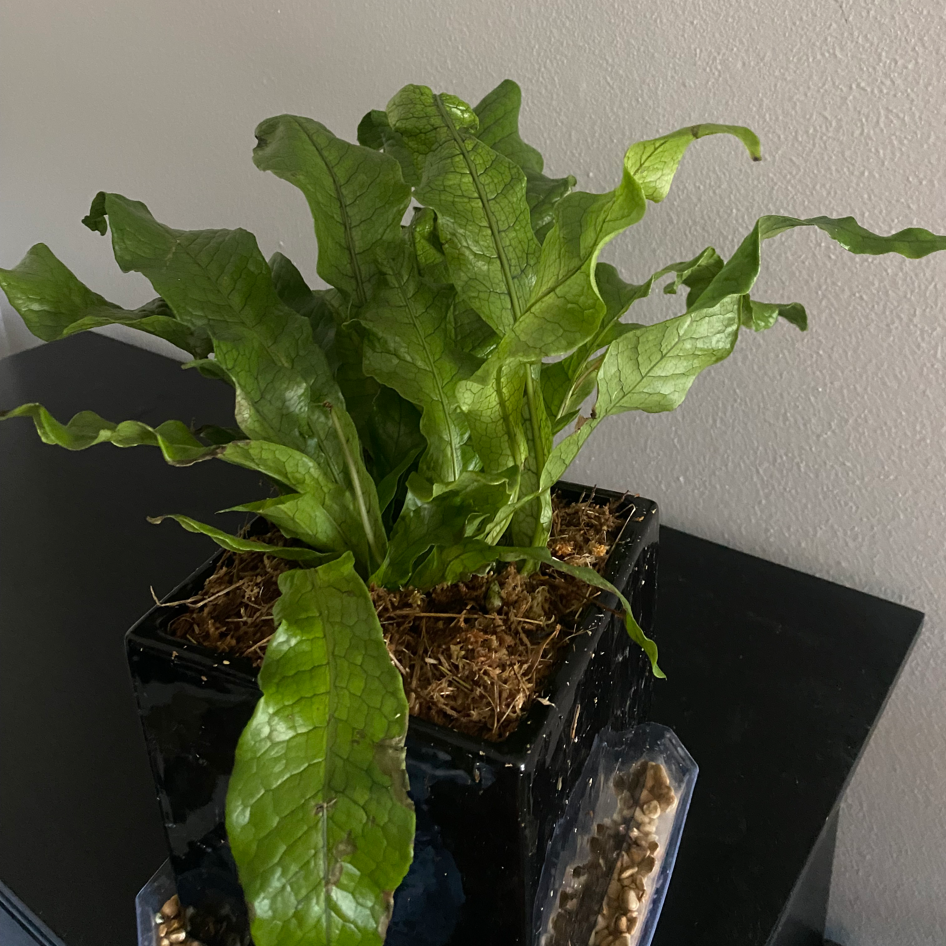 Personalized Crocodile Fern Care: Water, Light, Nutrients | Greg App