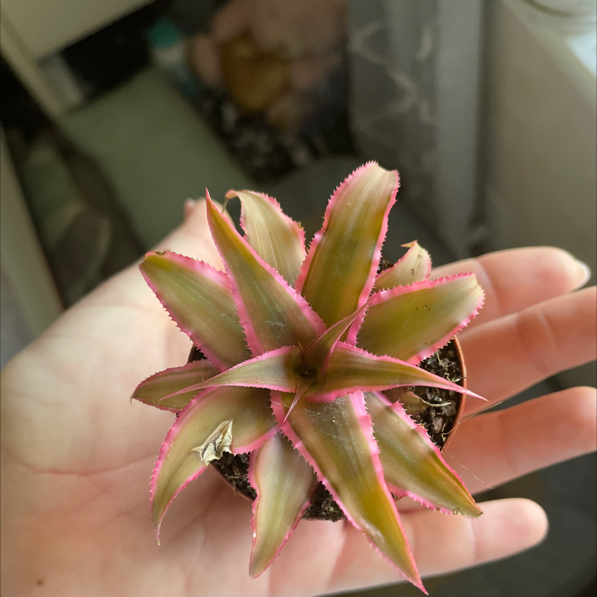 Propagating Your Earth Stars: Step-by-Step Guide