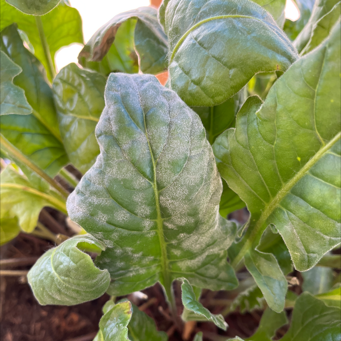 How to Propagate Your Common Beet