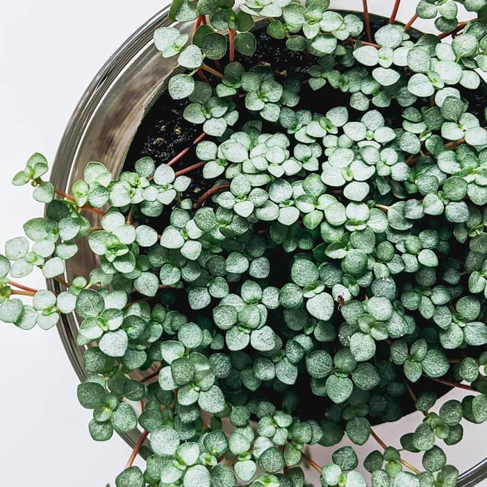 How to Propagate Your Trailing Jade
