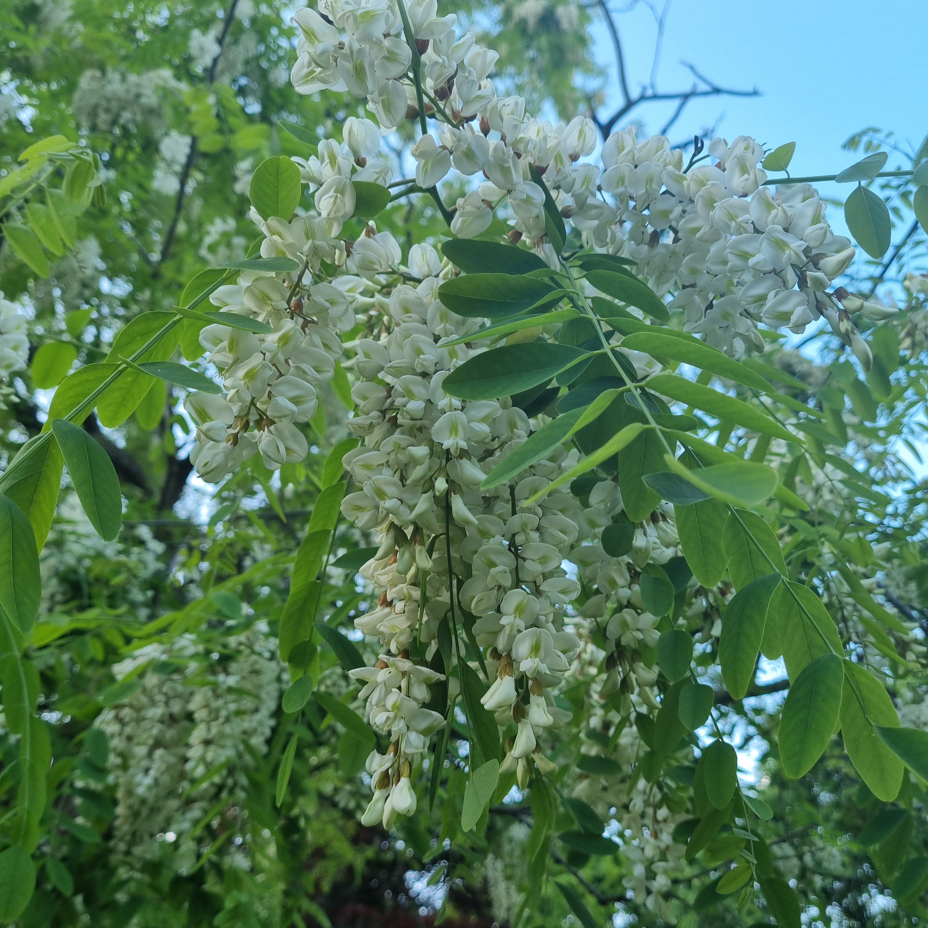 What Does It Mean When Black Locust Blooms?