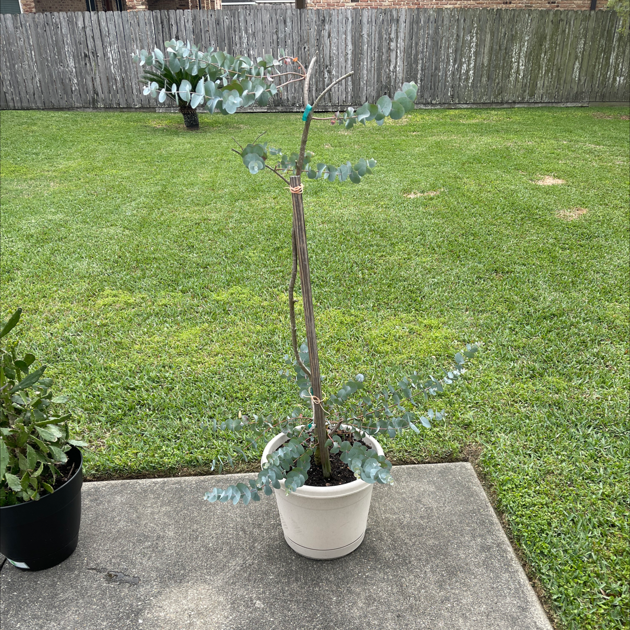 What Temperature Should My Silver Dollar Tree Be Kept At?