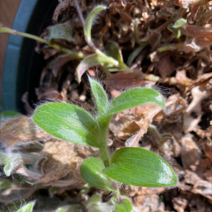 Diagnosing white velvet root rot