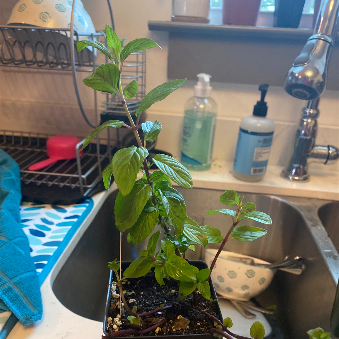 Fertilizing My Peppermint