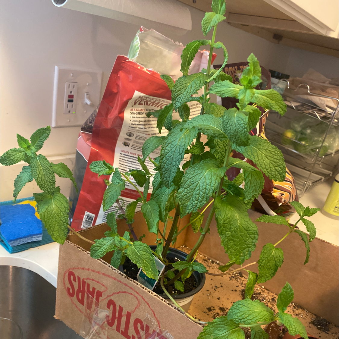 🐛 What To Do About Bugs on My Spearmint?