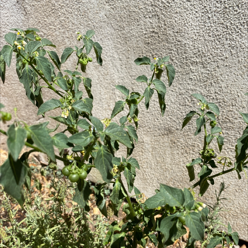 Propagating My Black Nightshade: Step-by-Step Guide