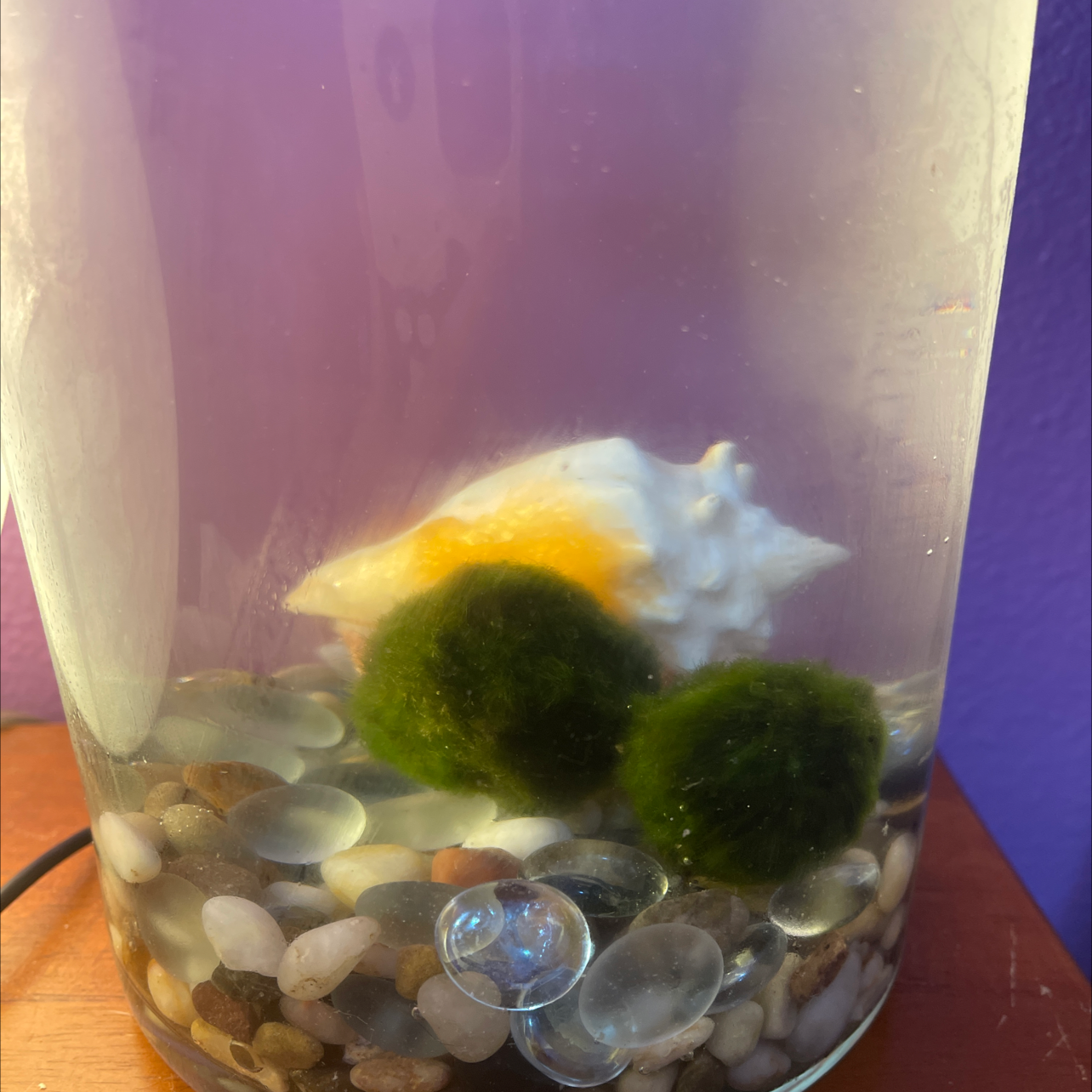 How to Propagate Your Marimo
