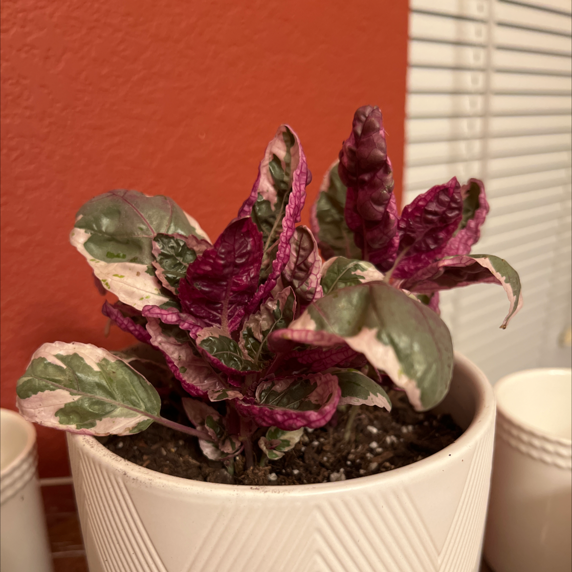 10 Benefits of Having a Snow White Waffle Plant