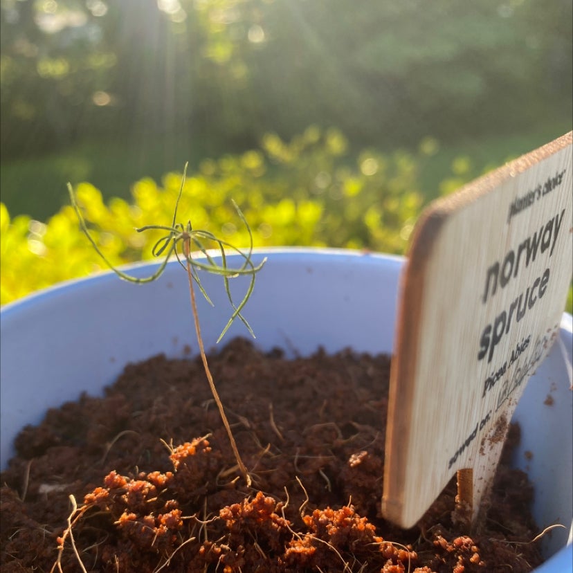 How Do I Fix Norway Spruce Root Rot?