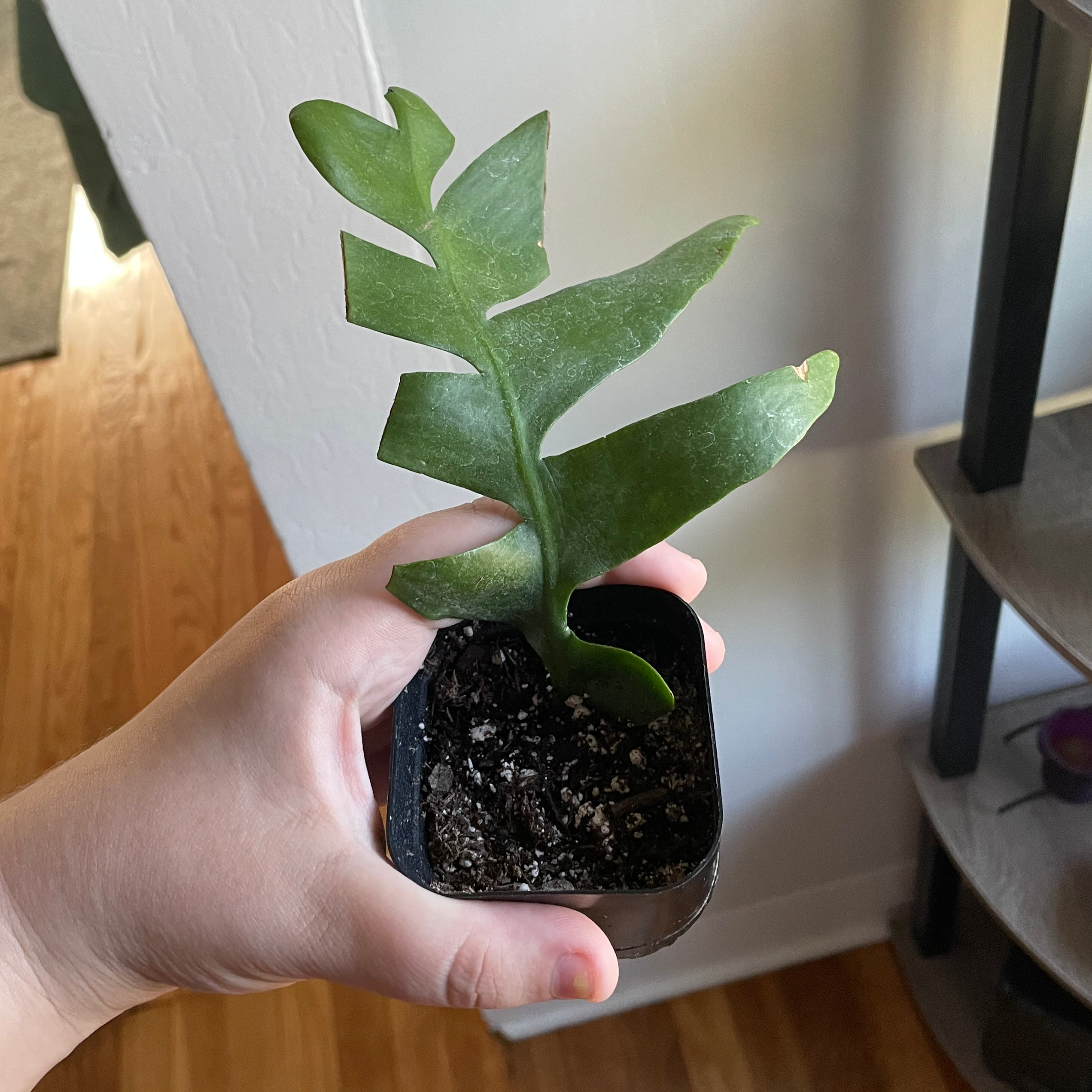 Propagating My Fern Leaf Cactus: Step-by-Step Guide