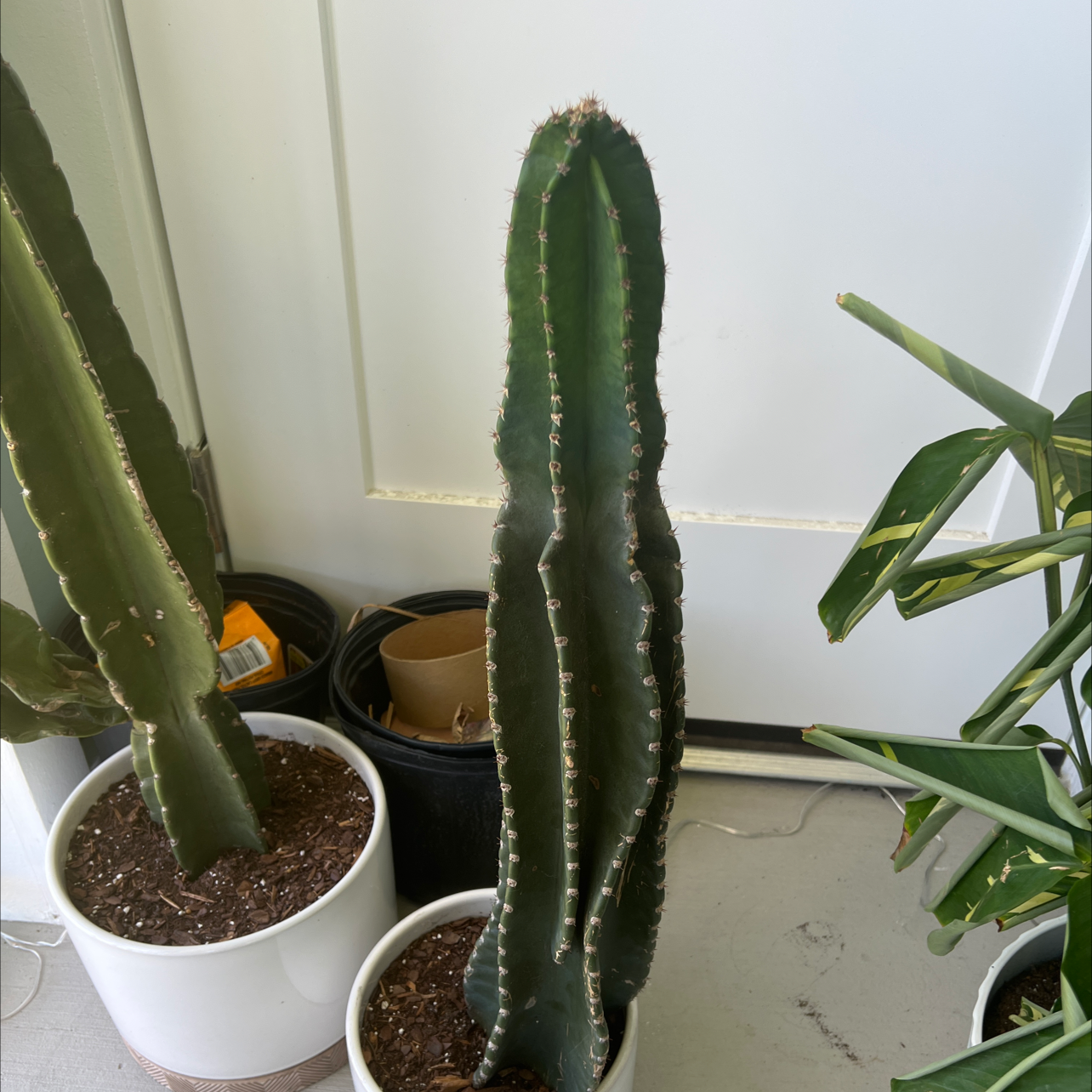 Why Are My Peruvian Apple Cactus Leaves Falling Over?