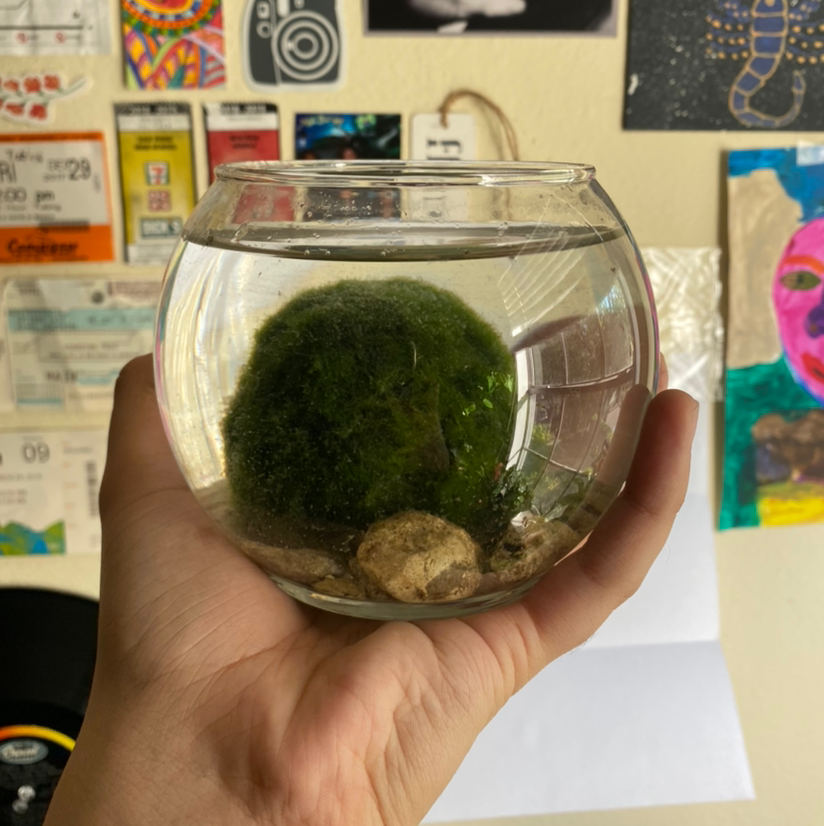 How to Propagate Your Marimo