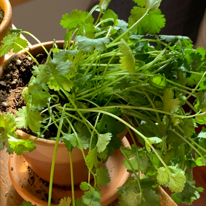 ️ When and Where Should I Trim My Coriander?
