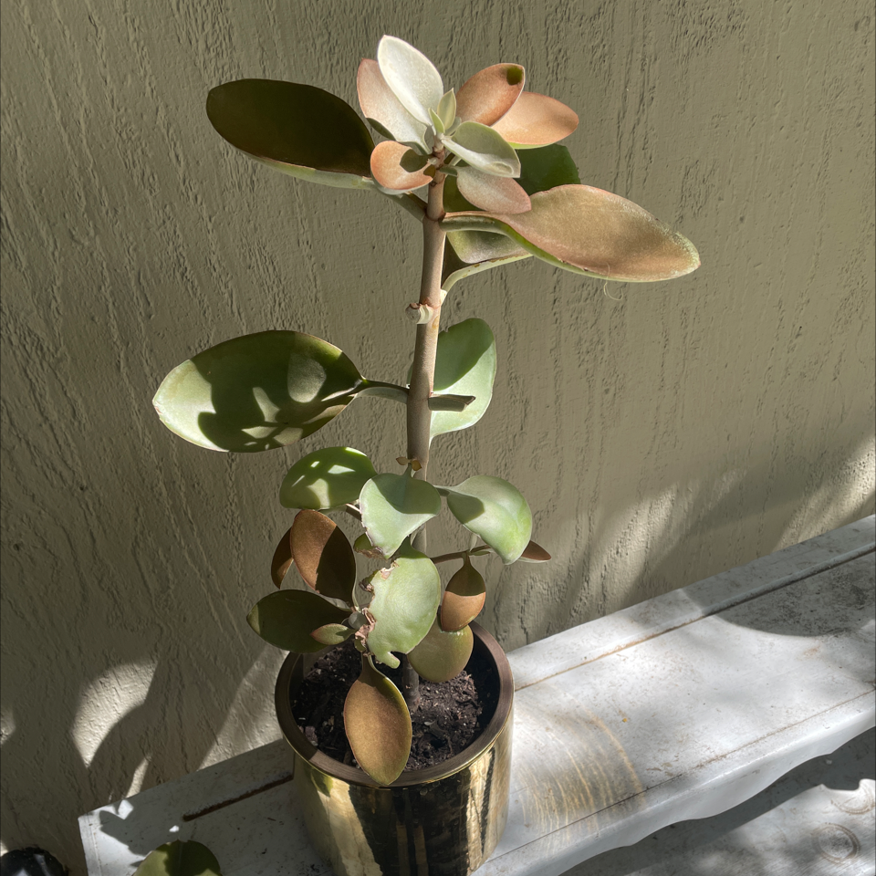 🌞 Your Copper Spoons's Sunlight Needs