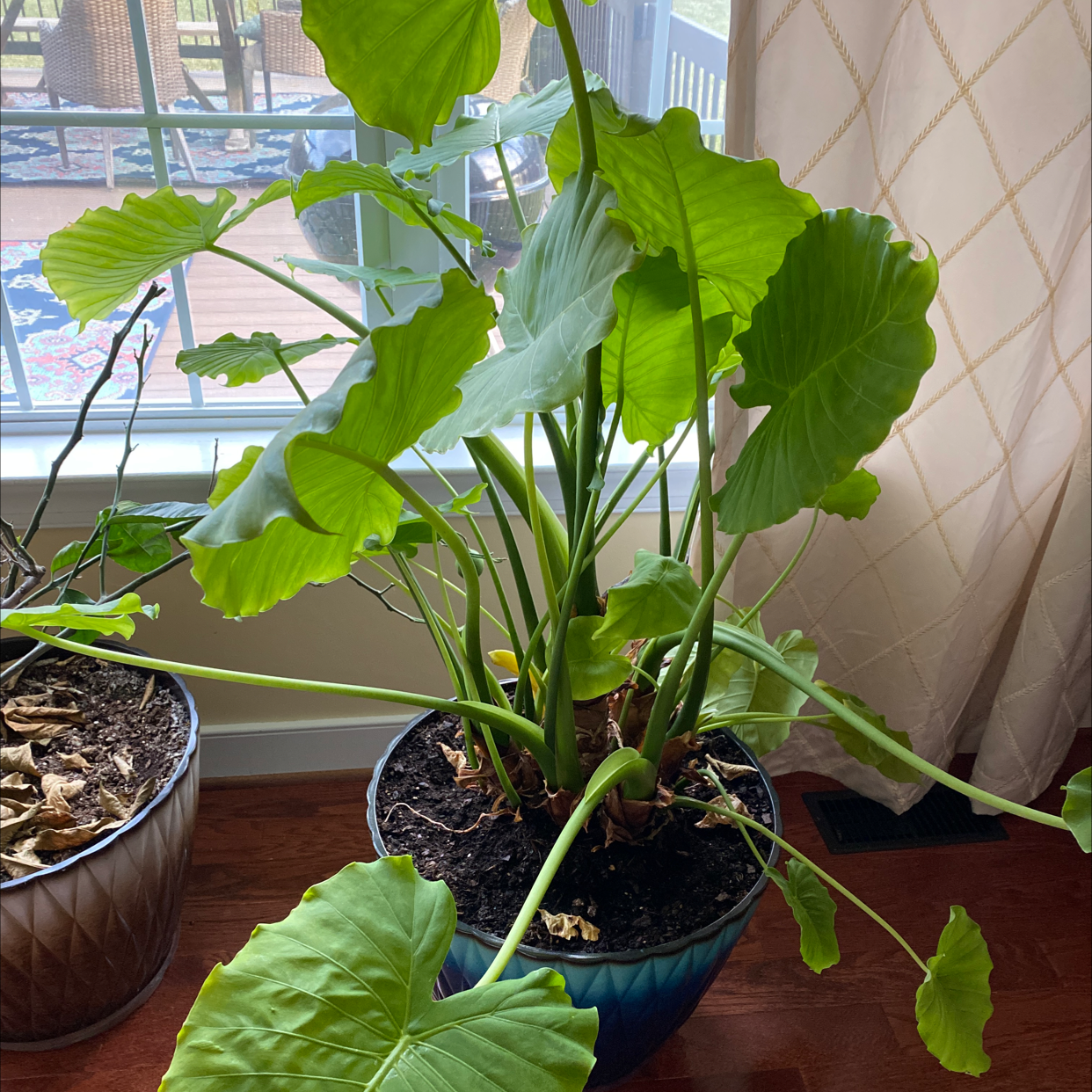 Arrowleaf Elephant Ear - Ultimate Guide to Fertilizing