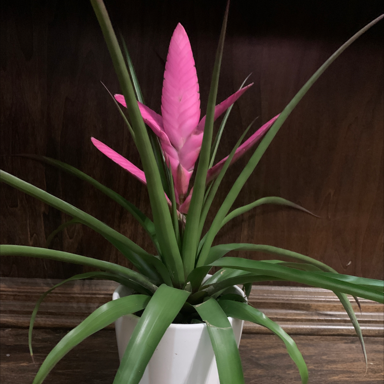 🌡 What Is A Good Temperature Range For My Pink Quill Plant?