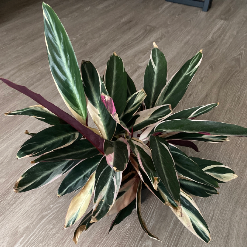 Symbolism and Benefits of the Never Never Plant