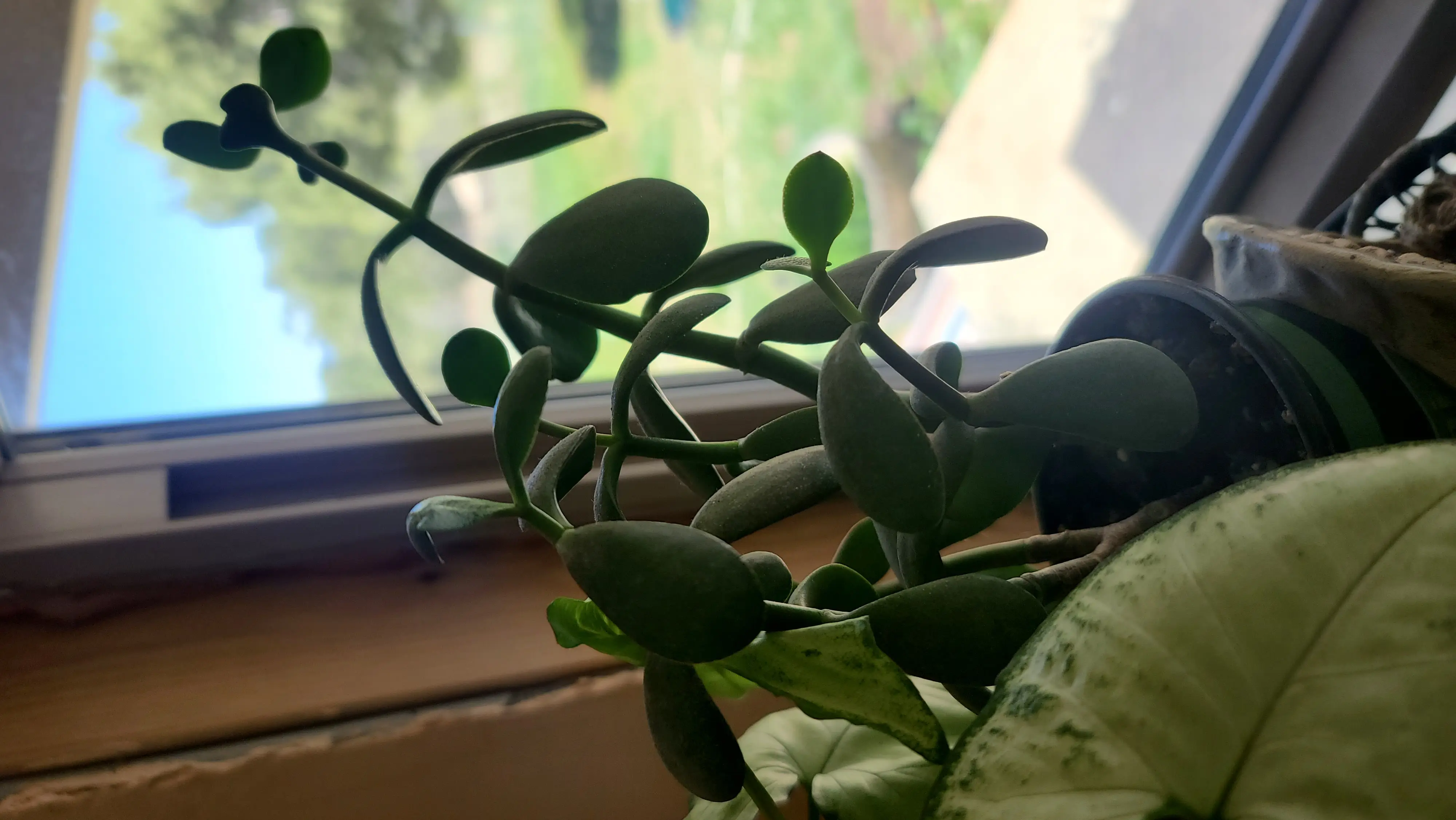 Cleopatra | A plant by @InvincibleLilac on Greg