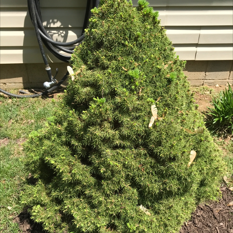Propagating My Dwarf Alberta Spruce: Step-by-Step Guide