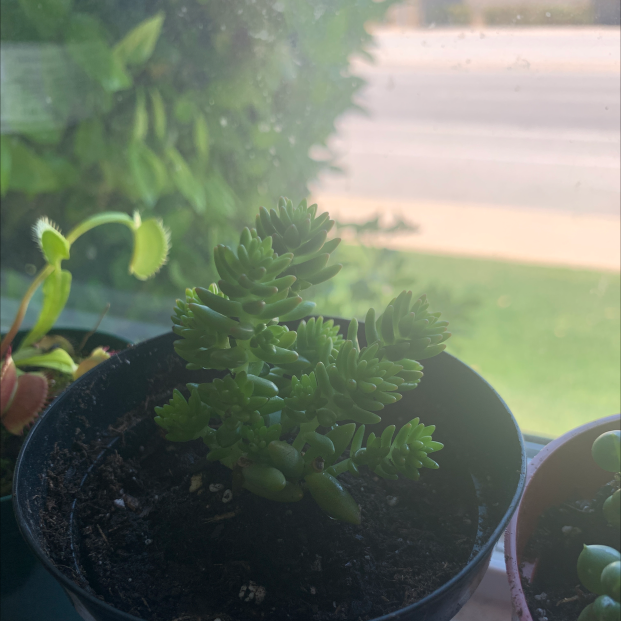 Mexican Stonecrop: How Much Water & Light Does it Need to Thrive?