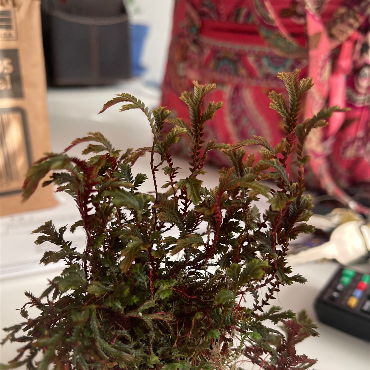 Personalized Electric Fern Care: Water, Light, Nutrients | Greg App