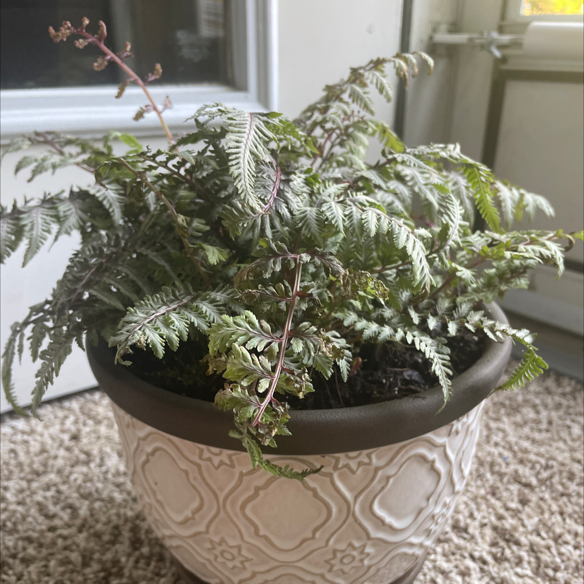 Why Are There Brown Spots on My Japanese Painted Fern?
