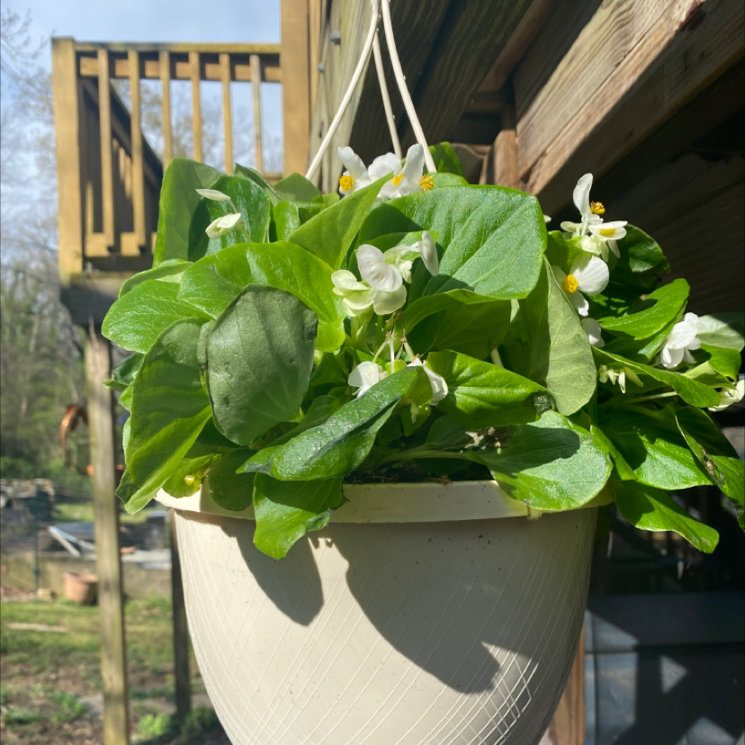 Why Are There Black Spots on My Clubed Begonia Leaves?