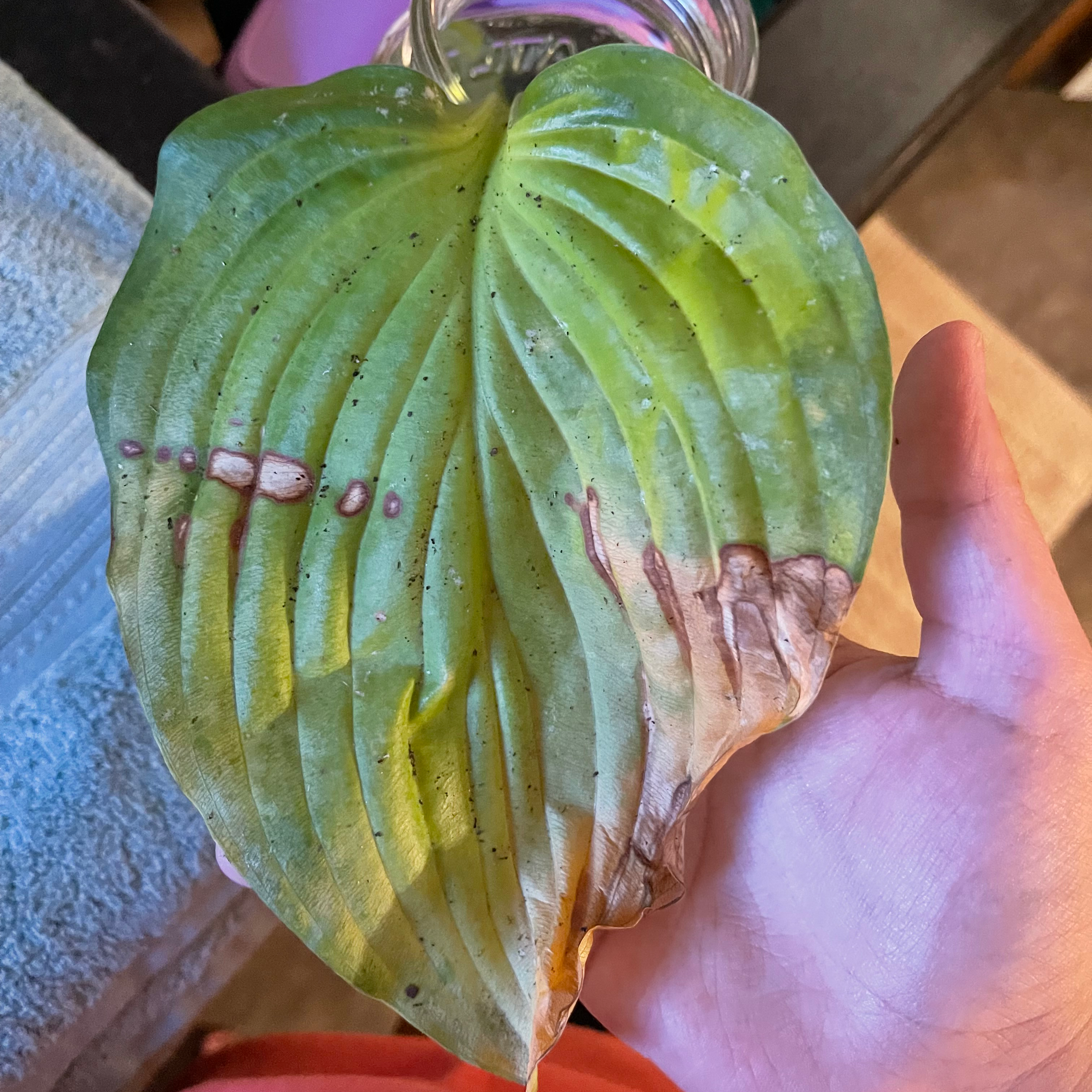 Black Spots on My Plantain Lily Leaves