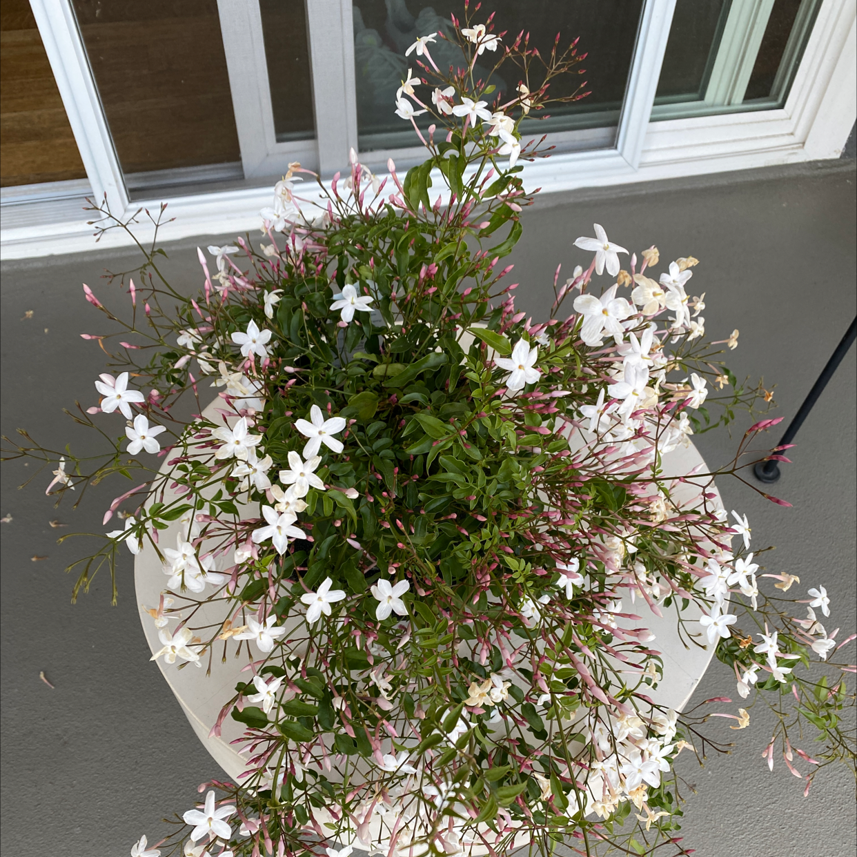 🌞 Year-Round Light Requirements For My Pink Jasmine