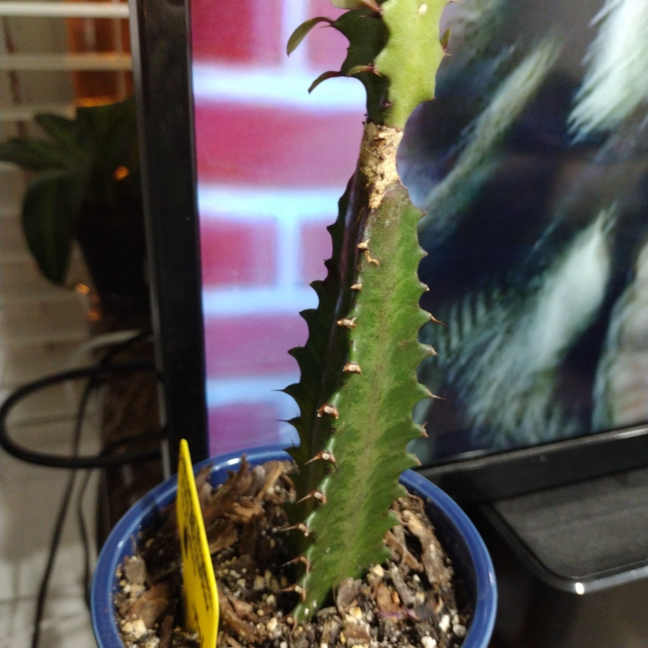 Why Are My Euphorbia 'Royal Red' Leaves Mushy?